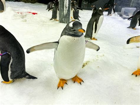 Same Sex Penguin Power Couple Sphen And Magic Sea Life Sydney Aquarium