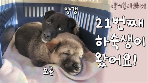 양갱이 임보일기 01 ㅣ21번째 하숙생 등장 근데 3마리ㅣ1인가구 임시보호 브이로그ㅣ 유기견임시보호 유기견 유기견