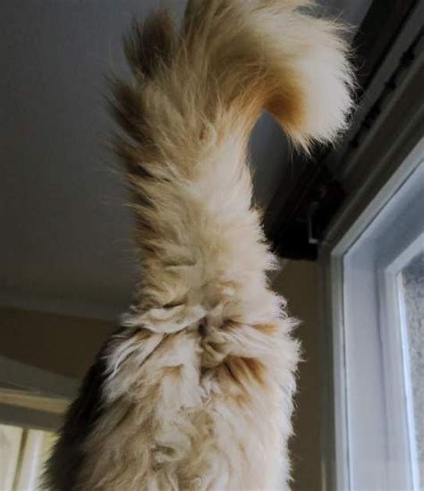 Your Maine Coon Guide