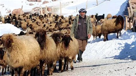 genetically pure norduz sheep saved by village not migrating türkiye news