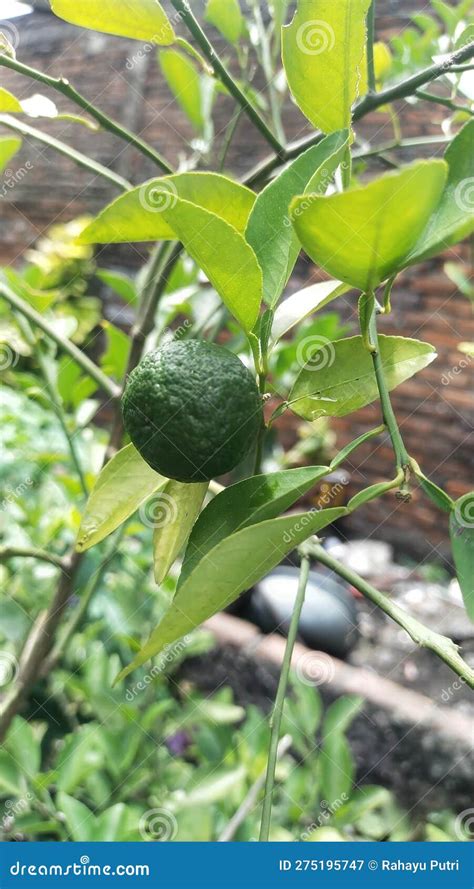 Jeruk Sambal Refers To A Traditional Indonesian Condiment Made With Citrus Fruit Stock Image
