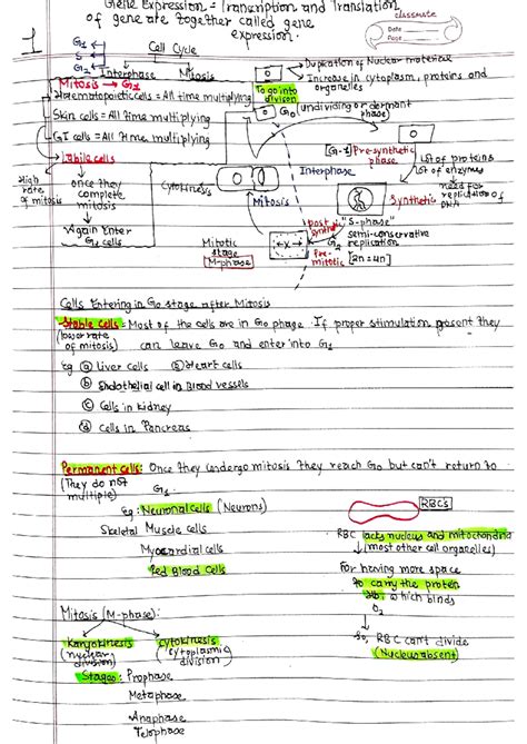 Cell Cycle Only Mitosis Checkpoints And Division I Rote Mit Ls Otq G Cr I C Q Doj