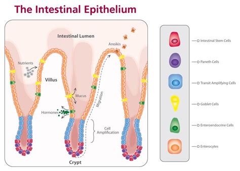 Crypts Of Lieberkuhn Are Present Ina Stomachb Colon Of The Large