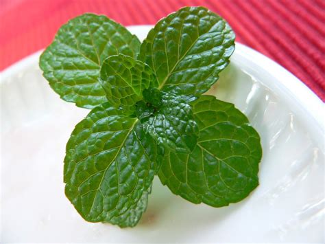 Minty Free Photo Download Freeimages