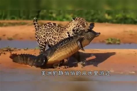 藏在泥浆中躲避天敌，豹子上去就是一口，镜头记录全过程豹子泥浆镜头