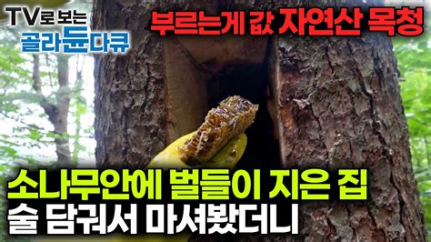키로당 40만원 호가하는 자연산 목청을 찾은 남자｜소나무 속에 벌들이 집을 지으면 뭐가 다를까｜극한직업｜ 골라듄다큐 Youtube