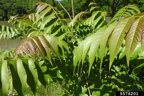 Signs Of Fall 2 Tree Of Heaven And The Spotted Lanternfly Ecologist S Notebook