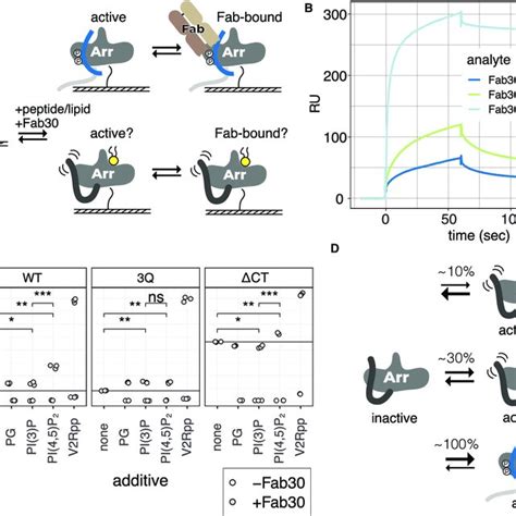 Pdf Membrane Phosphoinositides Regulate Gpcr β Arrestin Complex Assembly And Dynamics