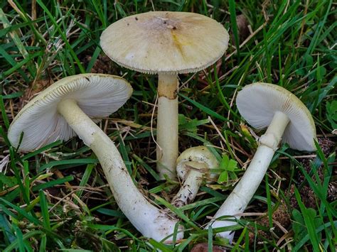 Amanita Phalloides Green Death Cap Mushroom Identification And Photos