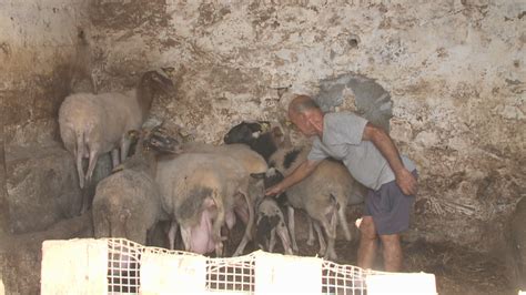 Man In Court After Allegedly Trying To Have Sex With Sheep Tvmnewsmt