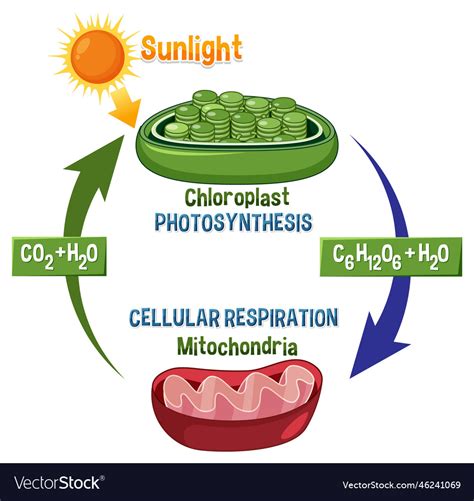 Diagram Photosynthesis And Cellular Respiration Cellular Res