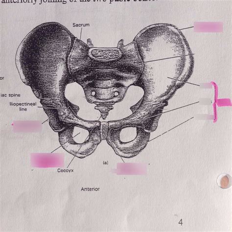Anatomy Appendicular Division Of Skeletal System Pelvic Girdle
