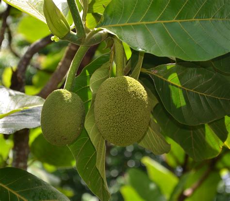Marang Fruit Tree