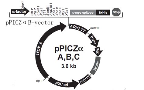 Ppiczαb Plasmid Ppiczαb Ppiczαb Plasmid Ppiczαb Sequence Ppiczαb Map