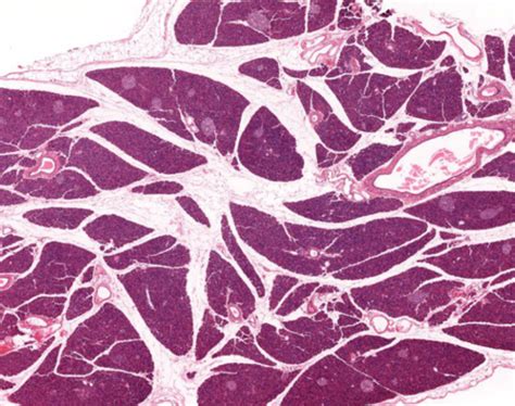 Histology Flashcards Quizlet