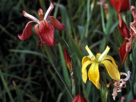 About Our Native Irises