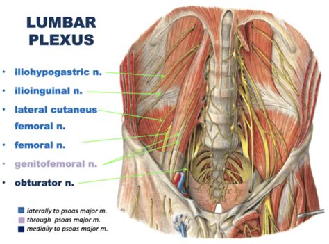 Anatomy Lecture 12 Lumbar Plexus Flashcards Quizlet