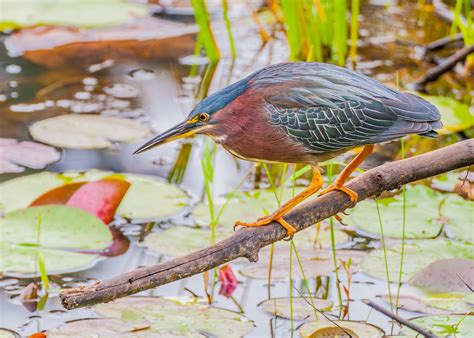 Bird Of The Week Green Heron Huron Clinton Metroparks