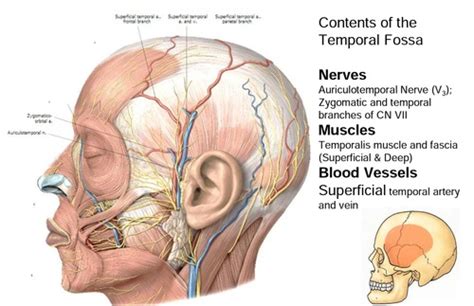 Temporal And Infratemporal Fossa 9 23 Flashcards Quizlet