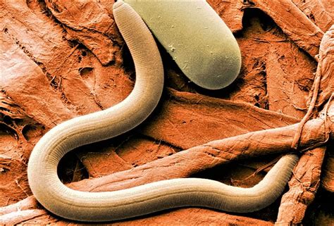 Nematodes What Are Characteristics Classification Feeding Reproduction