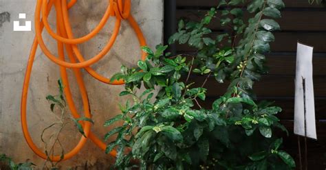 흰색 콘크리트 벽에 주황색 호스 사진 Unsplash의 무료 회색 이미지