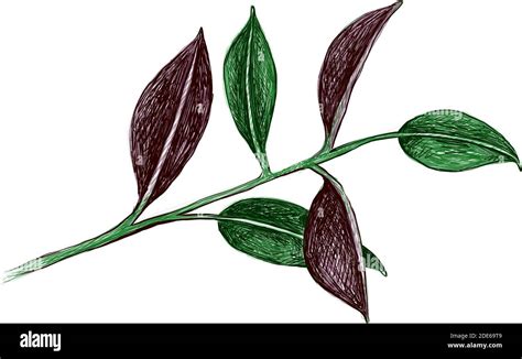 Ecological Concept Illustration Of Ficus Elastica The Rubber Fig Or