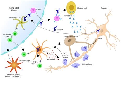 Multiple Sclerosis Medlineplus Genetics