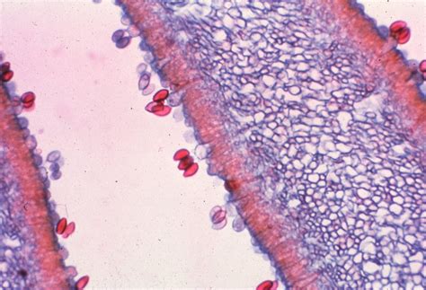 Club Fungi Large Images