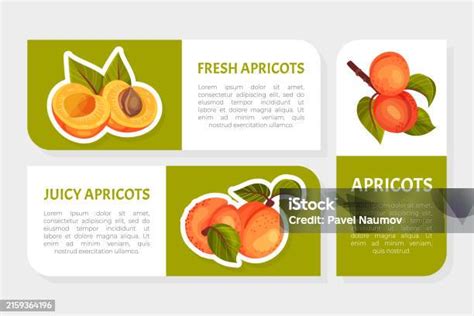 육즙이 살구 과일 라벨 디자인 와 익은 정원 자르기 벡터 템플릿 건강한 식생활에 대한 스톡 벡터 아트 및 기타 이미지 건강한 식생활 계절 과일 Istock