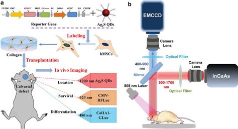 Scheme Of The Nir Ii Fluorescence Dual Bioluminescence Multifunctional Download Scientific