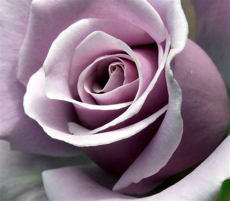 Sterling Rose Flower Wallpaper