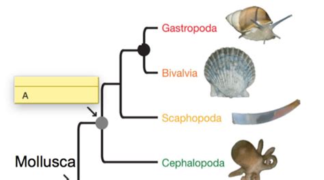 Phylum Mollusca Tree