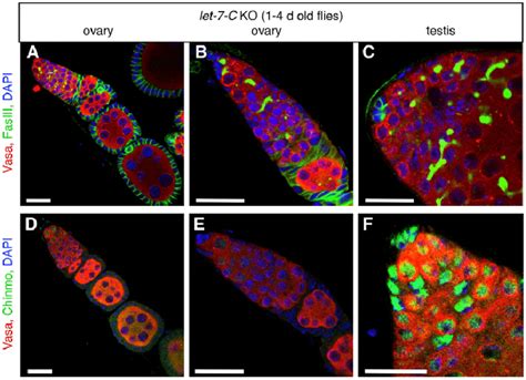 Let 7 Does Not Repress Chinmo In The Ovary A C Immunofluorescence