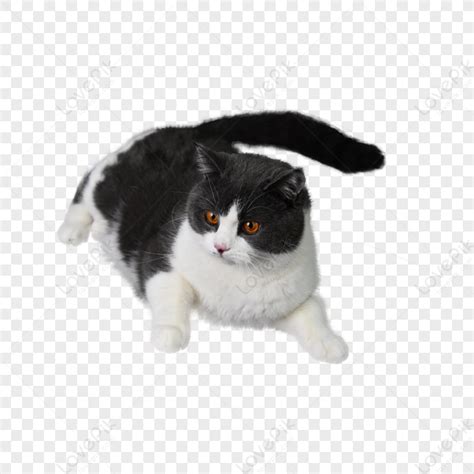 おなかの上に横たわる大きな黒い太った猫大きな猫 イラスト， 横たわる 素敵な 太った フリー素材 透過 Lovepik