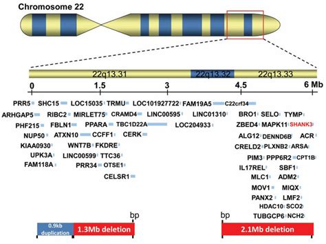 A Diagram Of Complex Chromosomal Rearrangements In The 22q13 Download Scientific Diagram