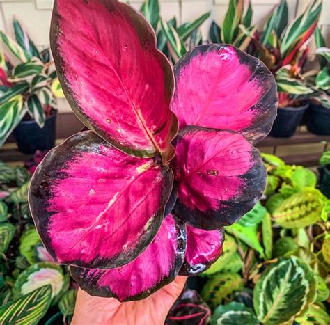 Calathea Misty Red