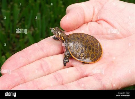 A Juvenile Florida Softshell Turtle Apalone Ferox Perhaps A Hatchling In A Human Hand Stock