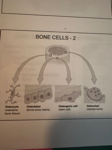 CH Skeletal Tissue And Bone Flashcards Quizlet
