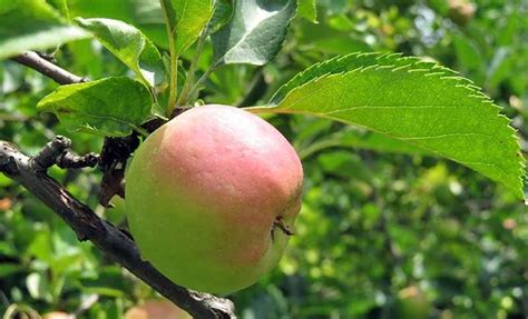 Fruit Tree Pollination Understanding The Importance Of Cross