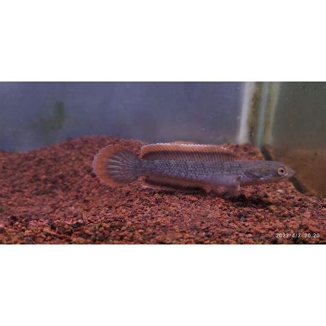 Jual Limbata Rim Tebal Premium Shopee Indonesia