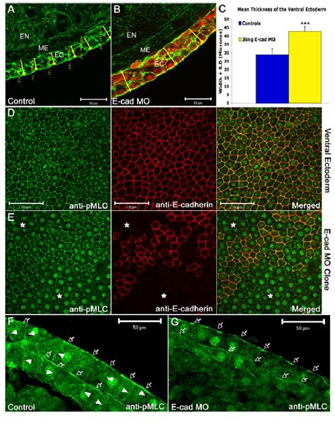 Depletion Of E Cadherin In The Non Neural Ectoderm Leads To Increased