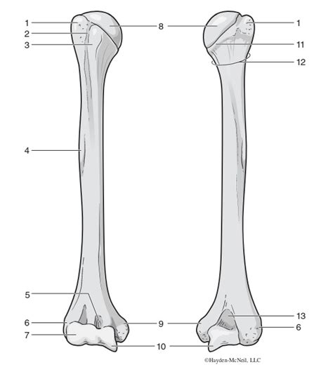Exercise 7 Labeling Humerus Diagram Quizlet