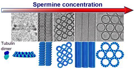 Hierarchical Assembly Pathways Of Tubulin Conical Spiral Architectures