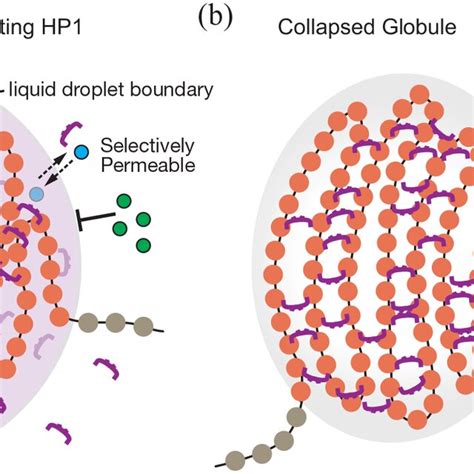 Microphase Separation Of Heterochromatin Like Domainscomplexes At The Download Scientific