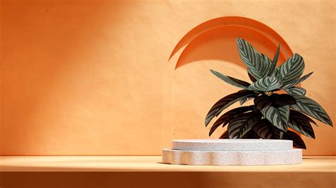 흰색 화강암 소재 연단 풍경 Calathea 식물과 오렌지 아치 3d 렌더링 빈 모형 0명에 대한 스톡 사진 및 기타 이미지 0명 3차원 형태 강단 Istock