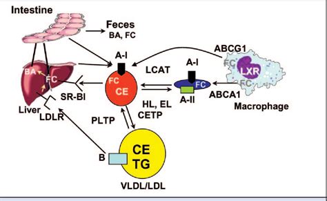 Figure 1 From Laboratory Assessment Of Hdl Heterogeneity And Function