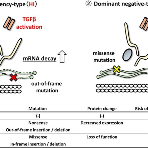 Fbn1 Genotypes And Aortopathy In Mfs 2 7 10 Download Scientific Diagram