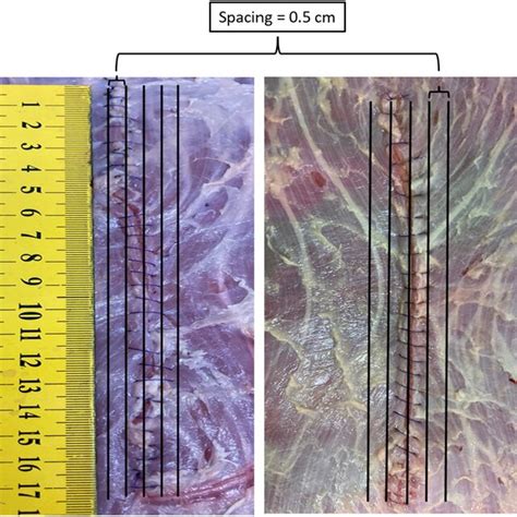 Stitch Placement In Bovine Tissues Left Unstandardized Suture Right Download Scientific