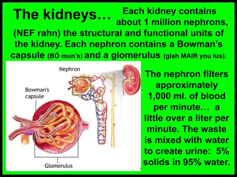 MedicoKidney Anatomy Uninary System Pptx
