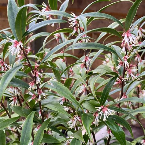 Plant Faqs Sarcococca Hookeriana
